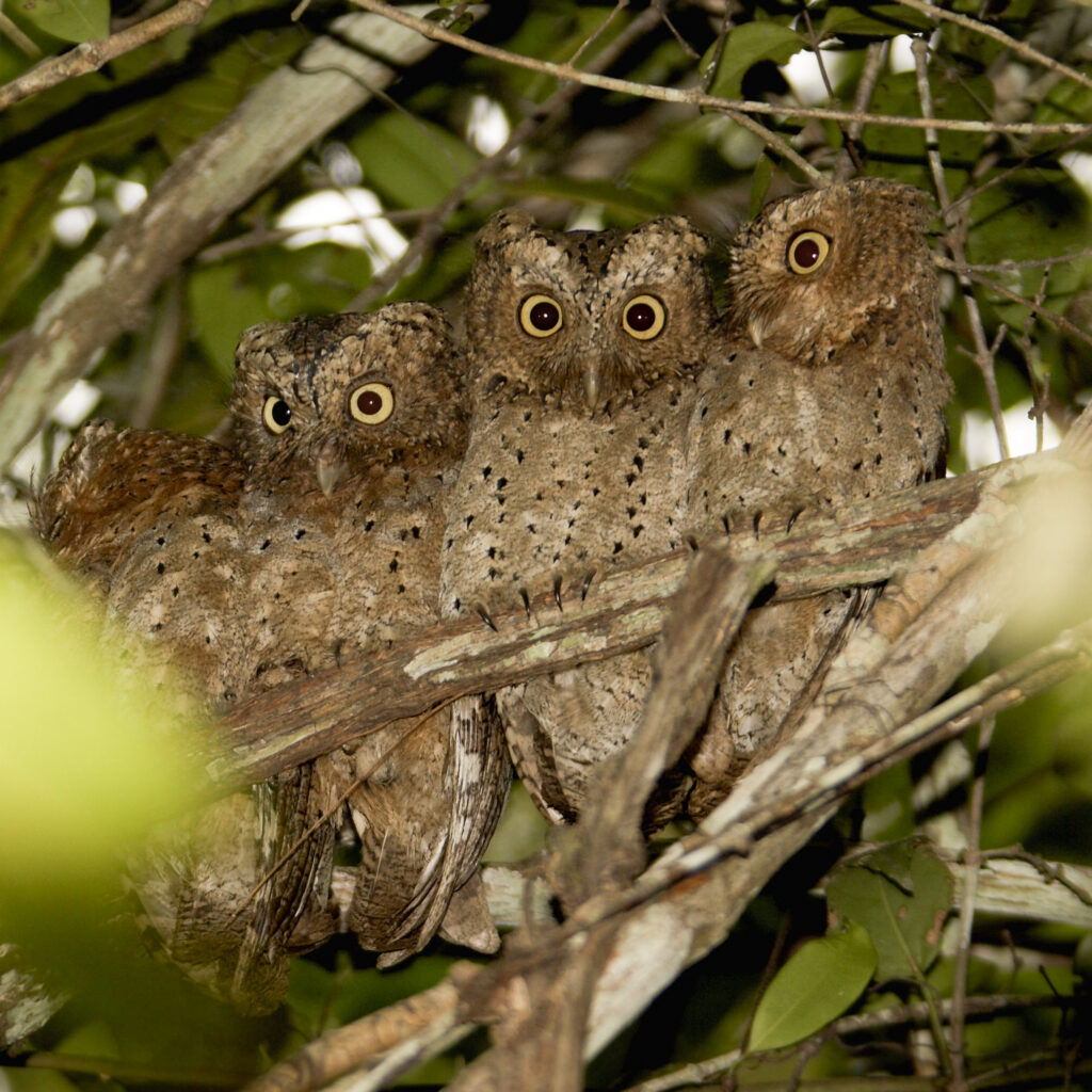 Dakatcha Nature Reserve - A Rocha Kenya